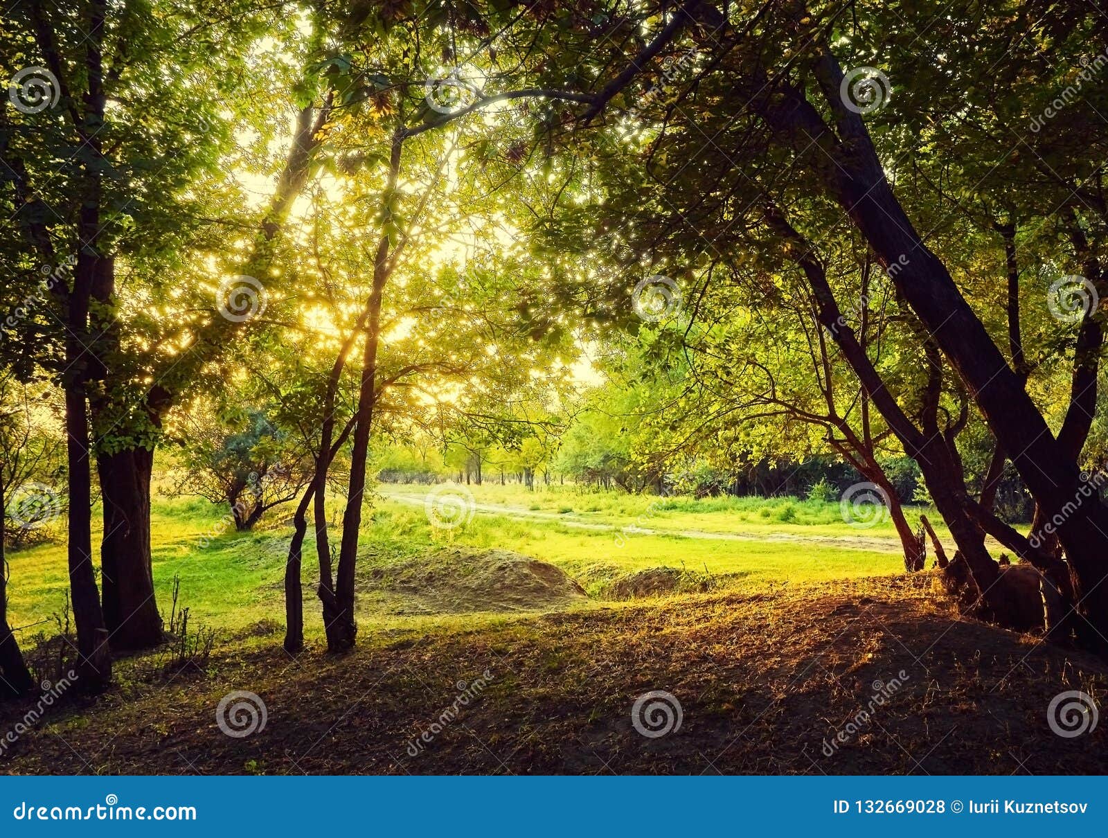 The Sun`s Rays Make Their Way through the Trees Stock Photo - Image of ...
