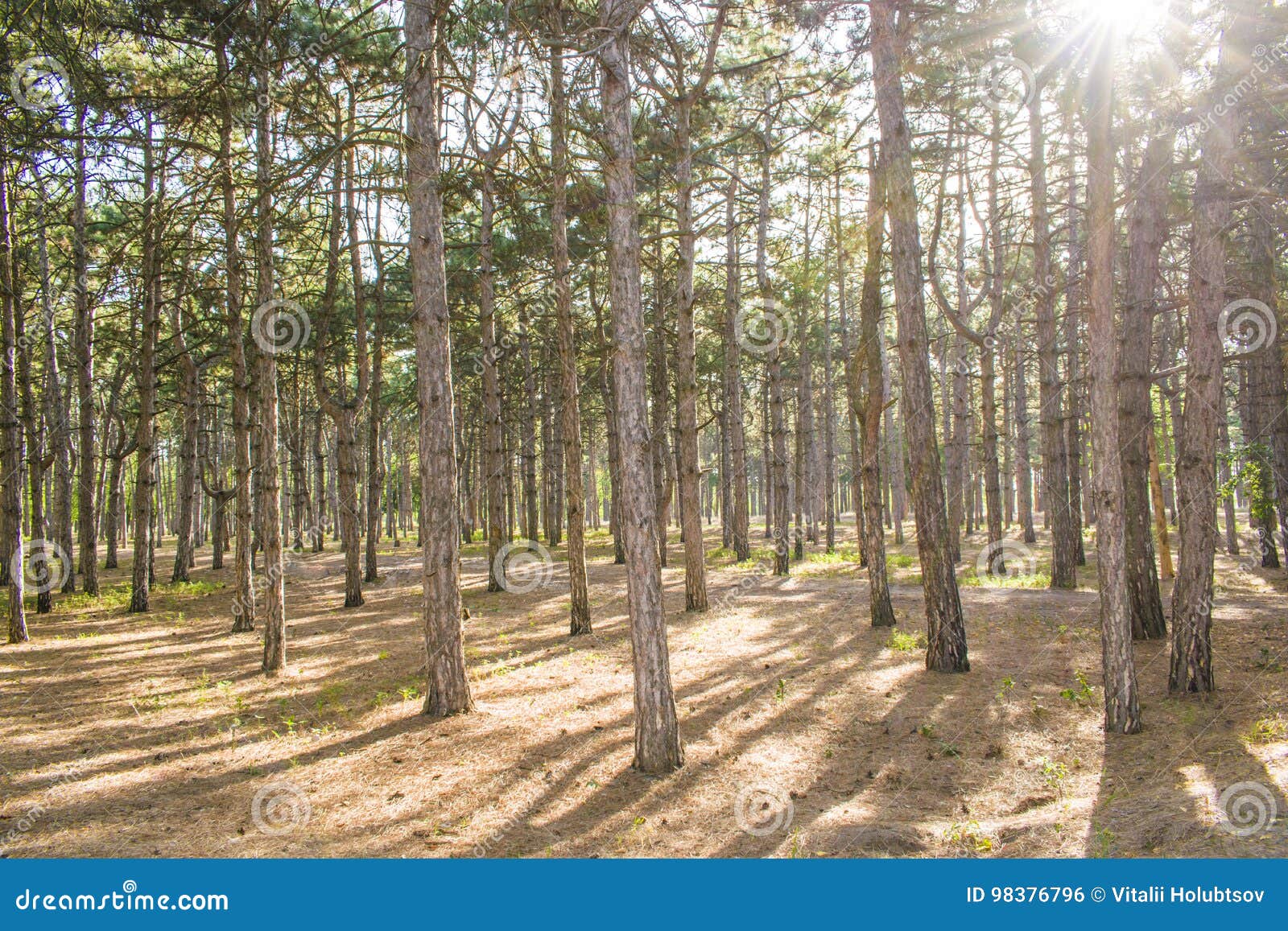 Sun`s Rays Make Their Way through the Trunks of Trees in a Pine Forest ...