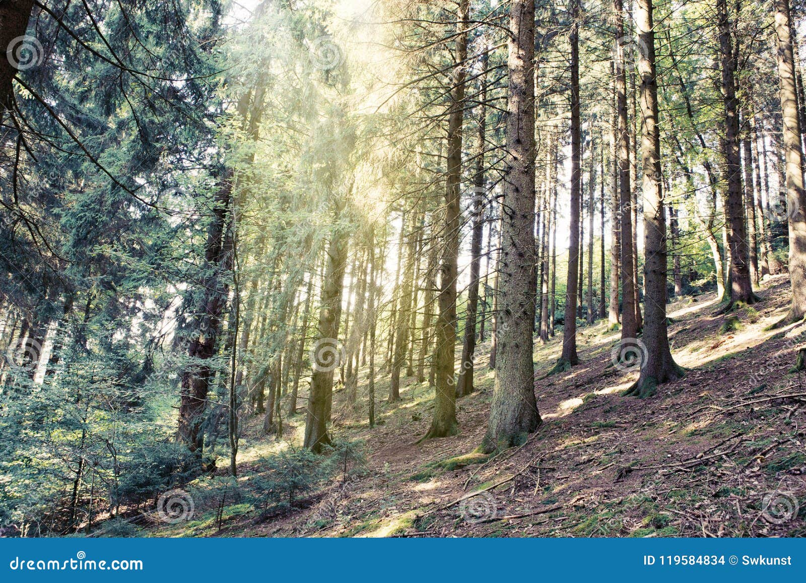 Sun Shines through the Trees in the Pine Forest. Stock Photo - Image of ...