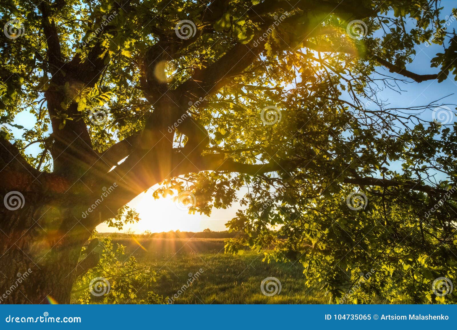 The Sun`s Rays in Oak Foliage Stock Image - Image of nature, blue ...