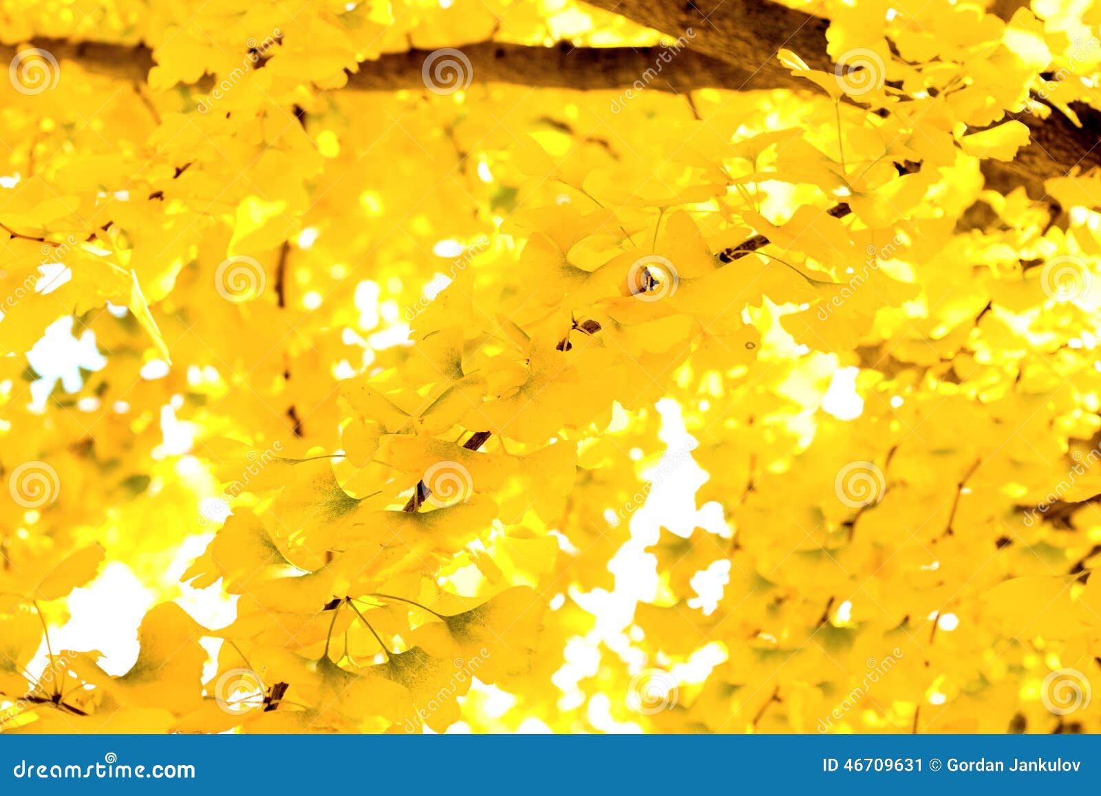 The Sun S Rays through the Oak Tree Stock Image - Image of beauty ...