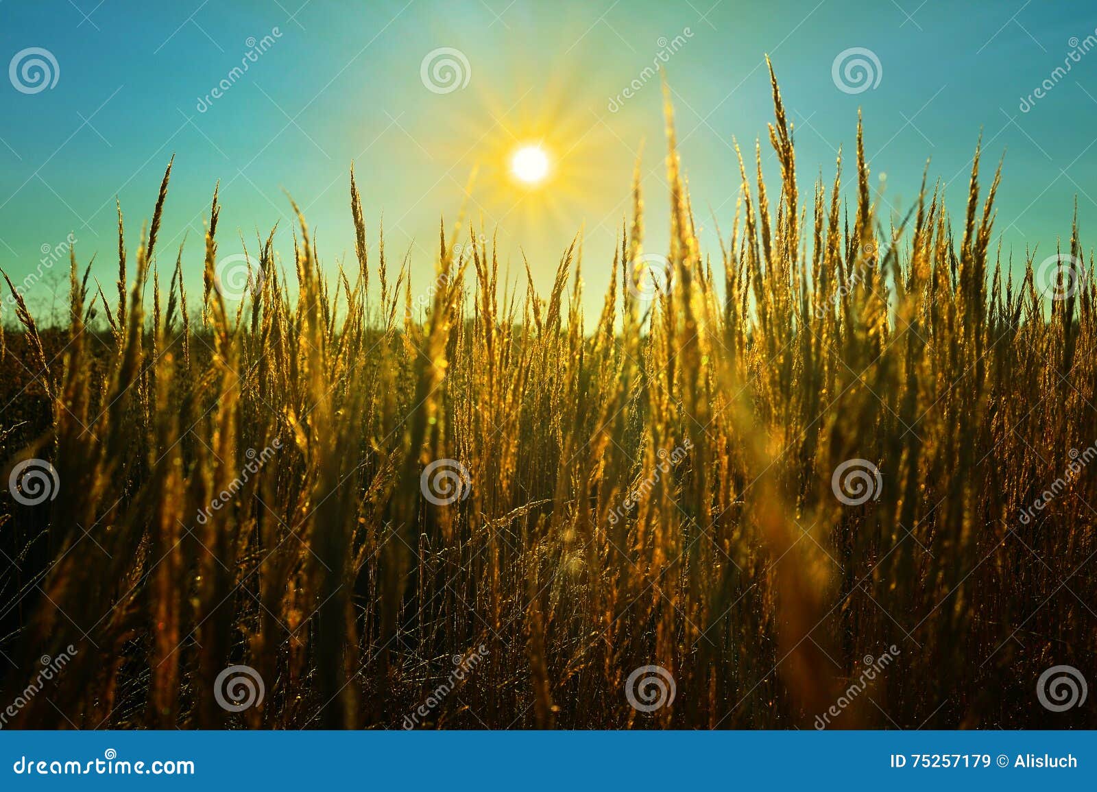The Sun S Rays Over a Field of Wheat Ears Stock Image - Image of ...