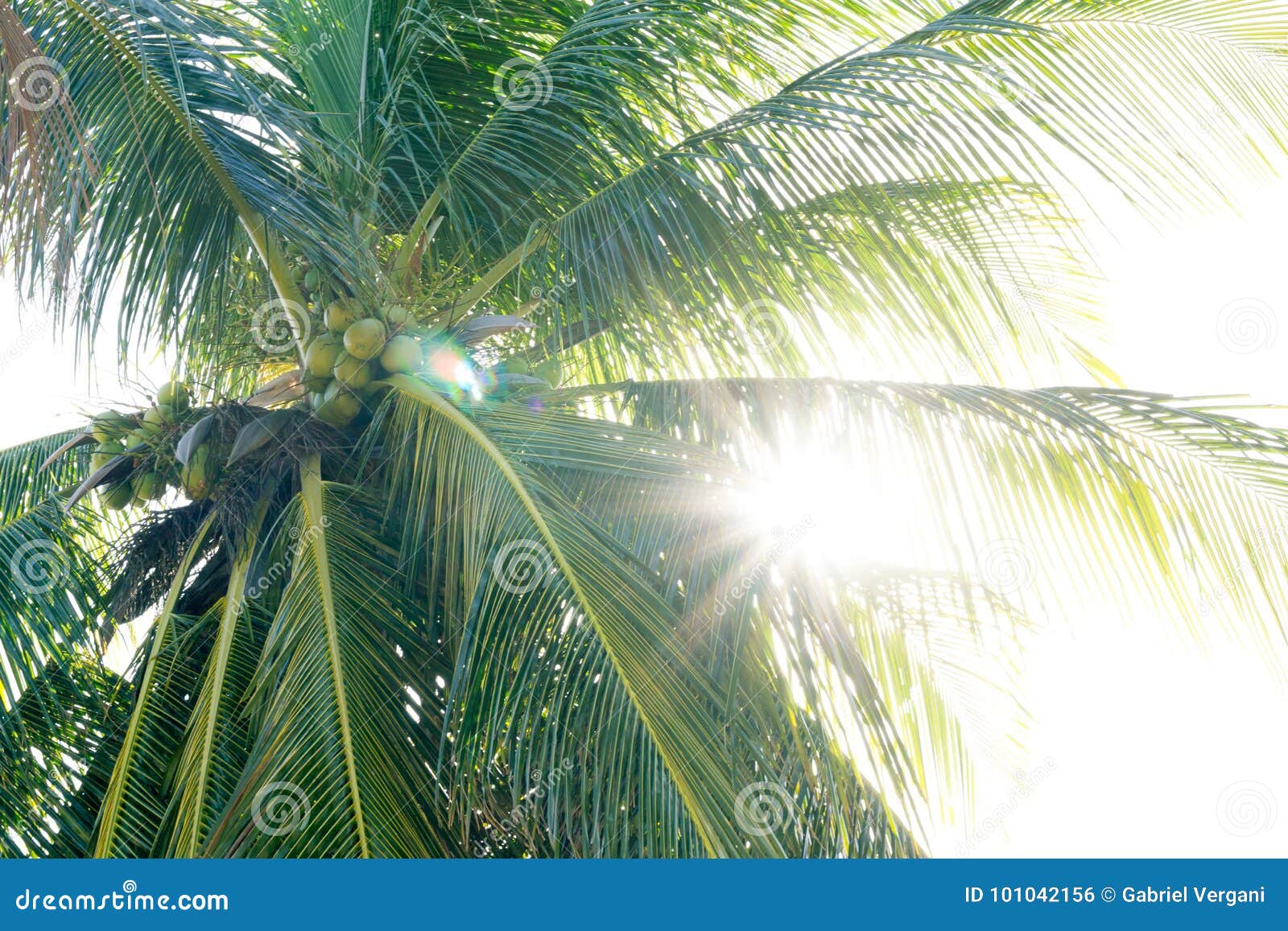 The Sun`s Rays Pass between the Leaves of the Coconut Tree. Stock Photo ...