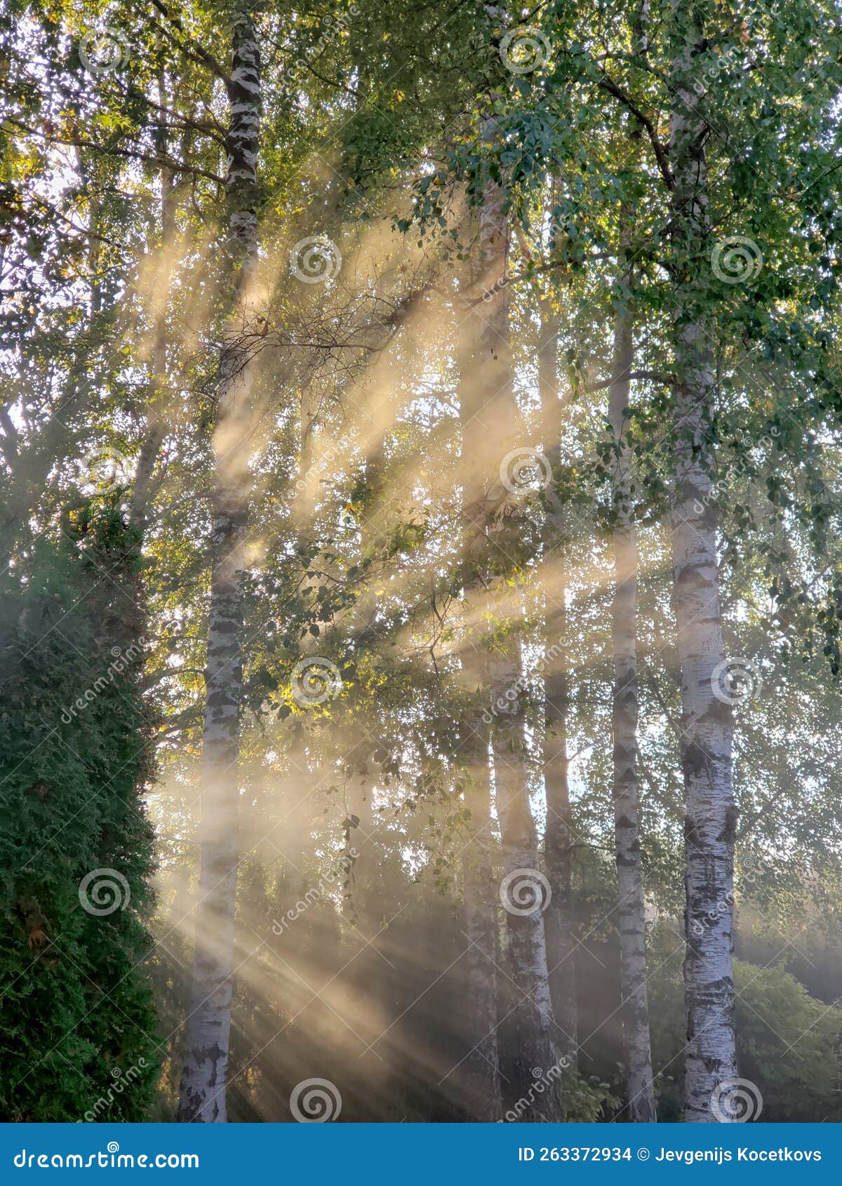 The Sun`s Rays Passing through the Trees Stock Photo - Image of ...