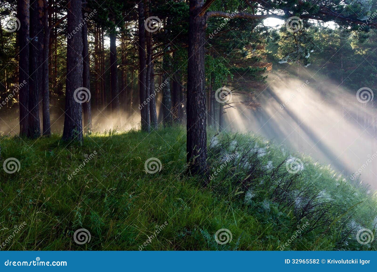 The Sun S Rays in a Pine Forest Stock Photo - Image of mystery, pine ...