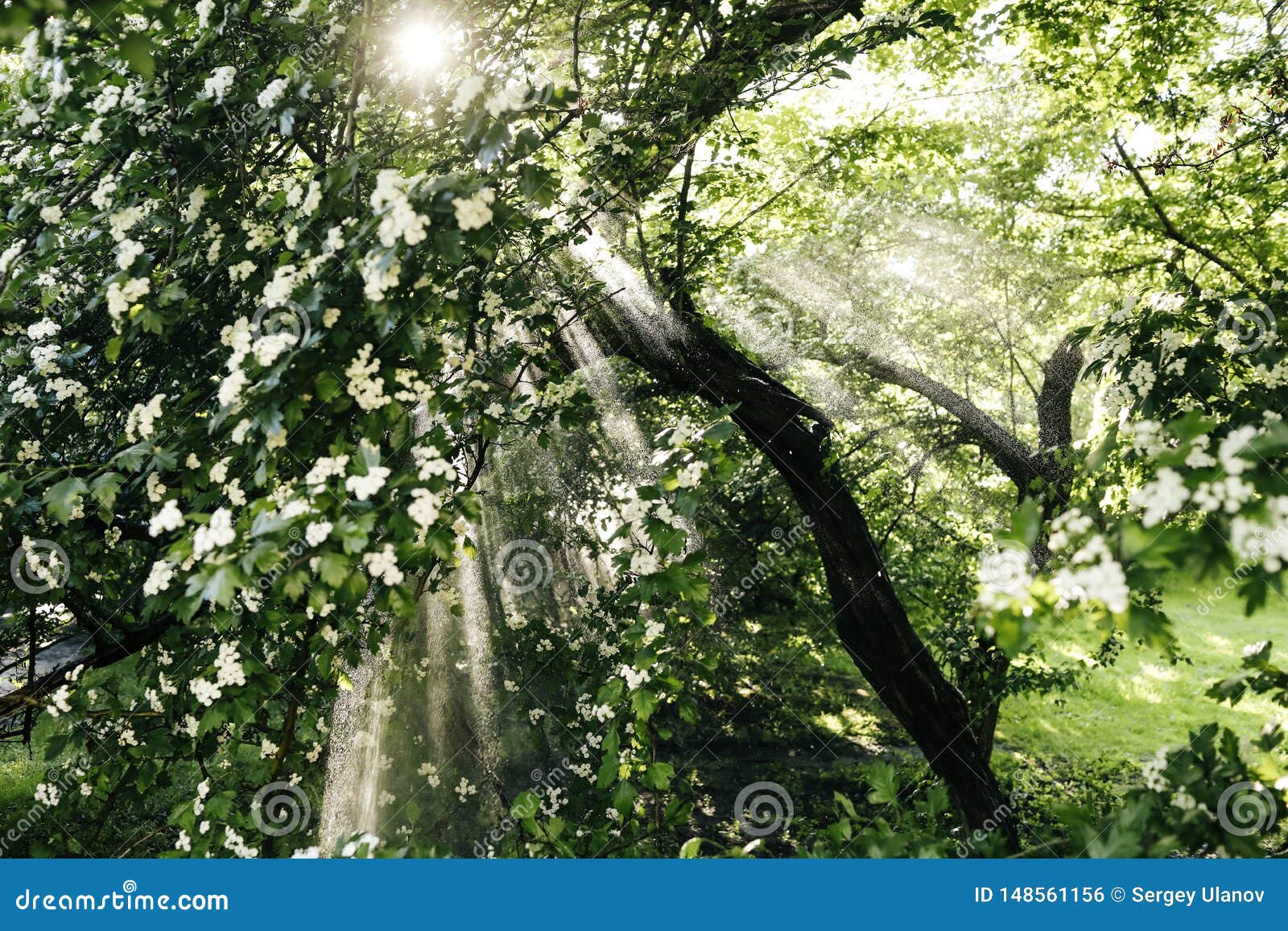 The Sun`s Rays and the Rain Forest Stock Photo - Image of footpath ...
