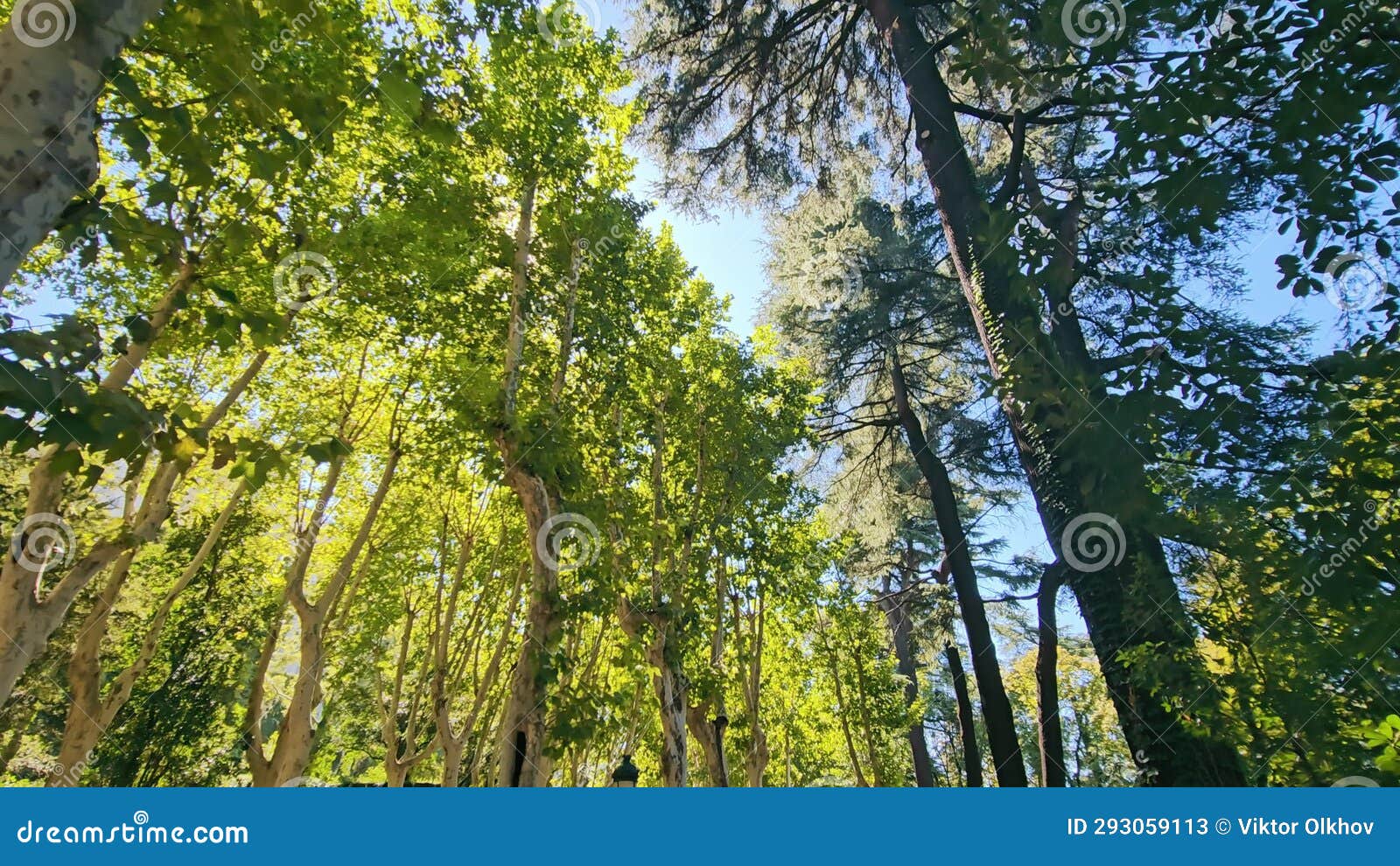The Sun S Rays Shine through the Branches of the Trees. a View of the ...