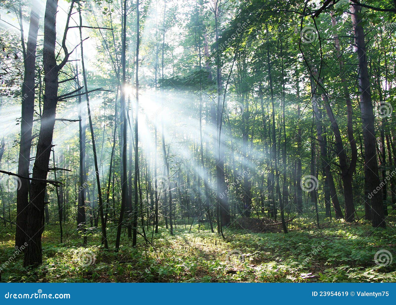 Sun S Rays Shining through the Trees Stock Image - Image of natural ...