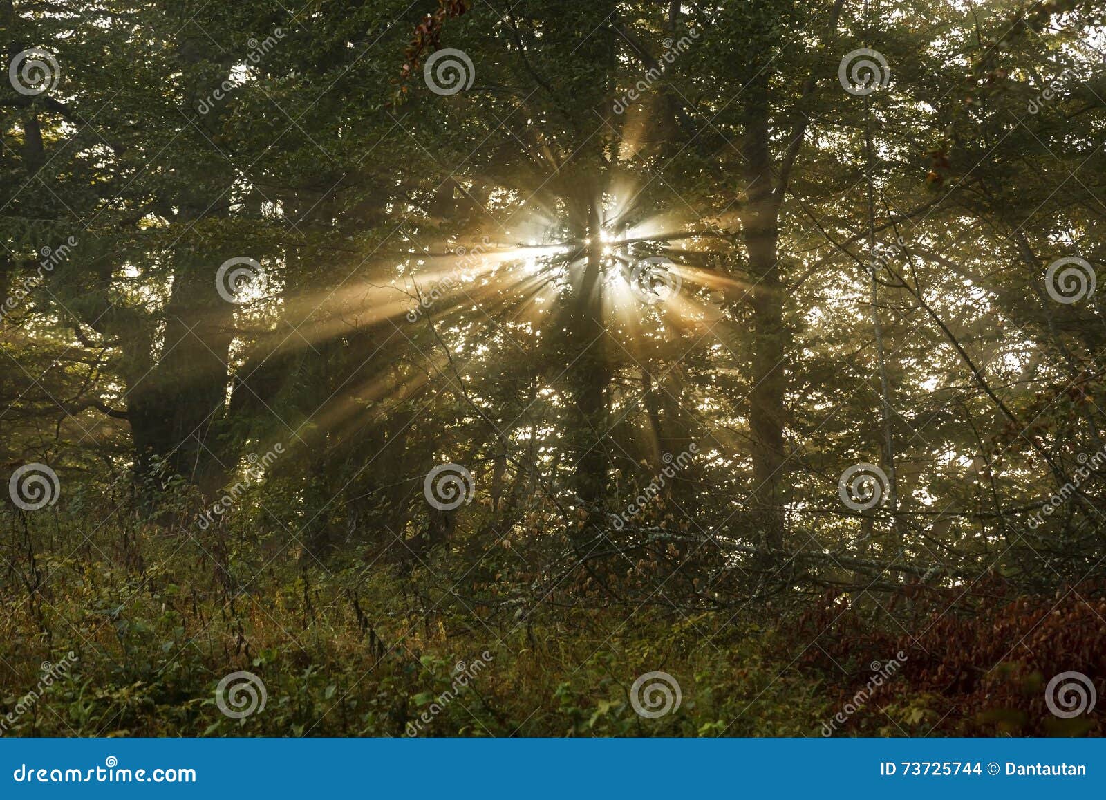 Sun Rays Shining Through Trees. Royalty-Free Stock Photography ...