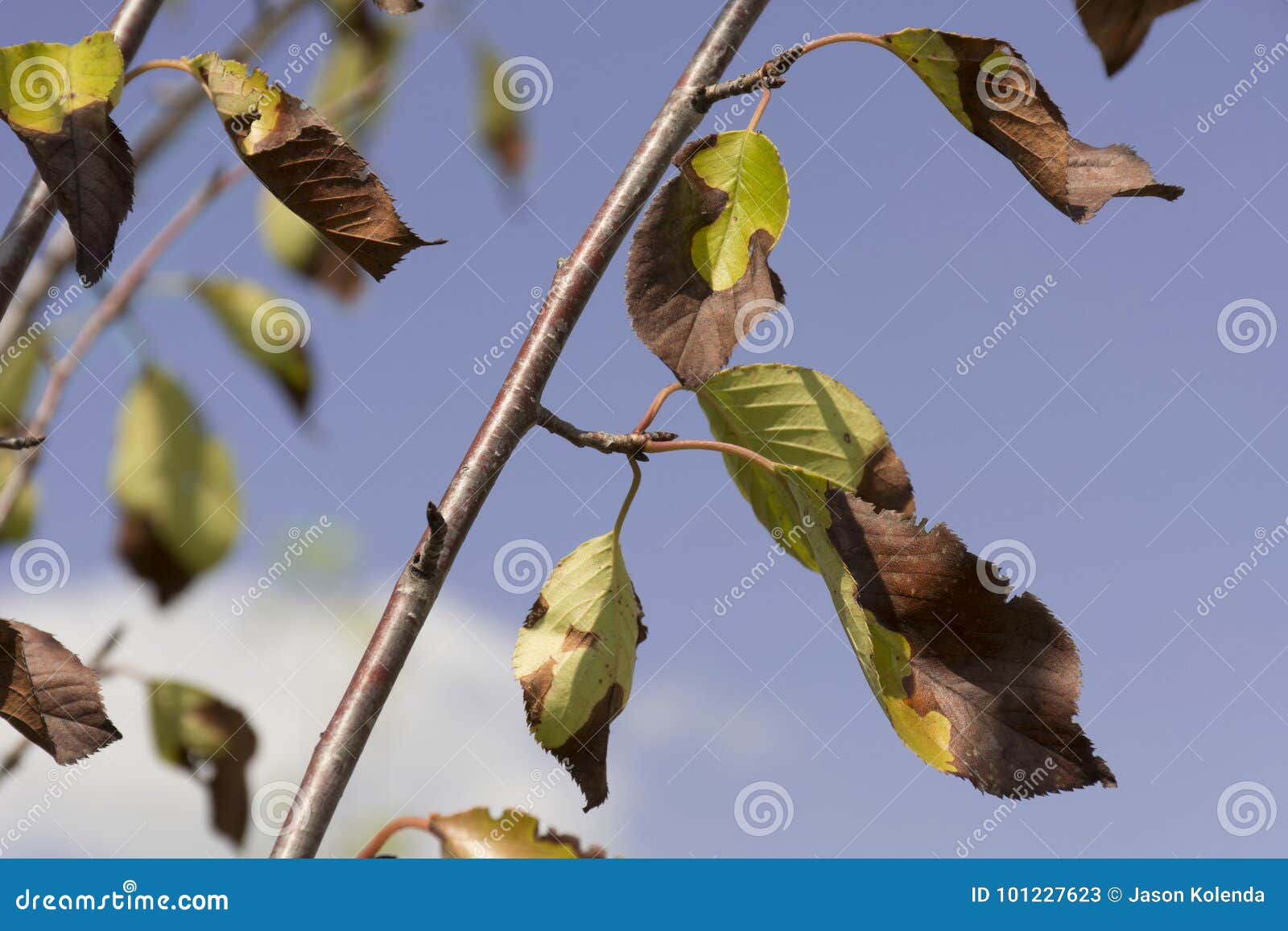 Sun Scorched Leaves - Angled Stock Image - Image of blue, brown: 101227623