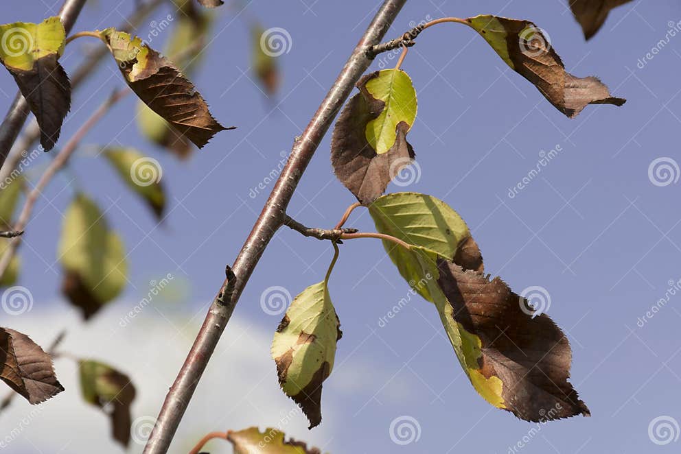 Sun Scorched Leaves - Angled Stock Image - Image of blue, brown: 101227623