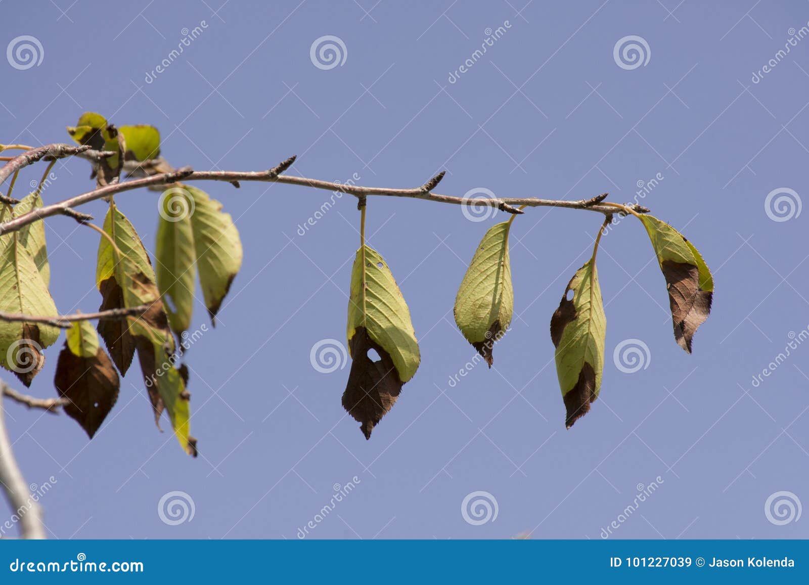 Sun Scorched Leaves - Straight Stock Image - Image of climate, cherry ...