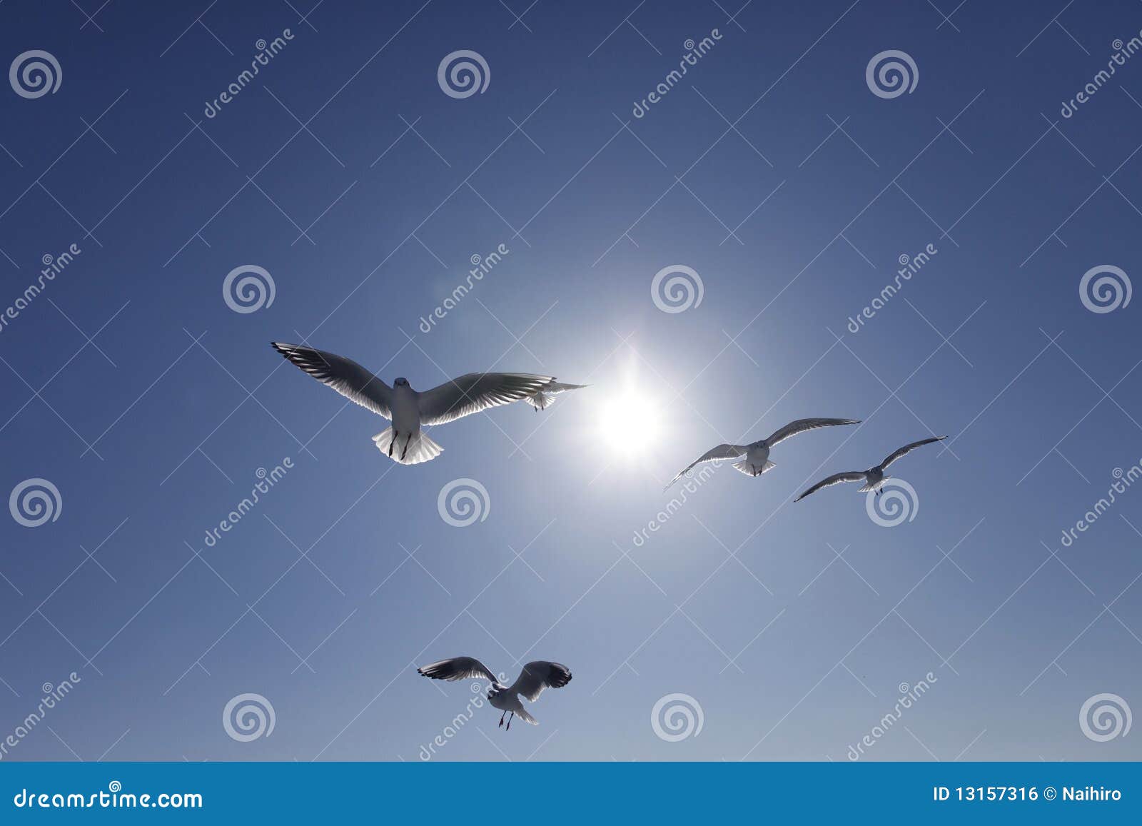 The sun and sea gull stock photo. Image of gull, flash - 13157316