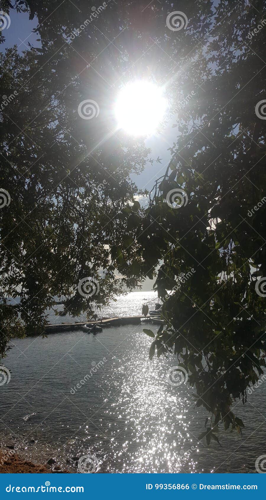 Sun and sea stock photo. Image of trees, shadow, beach - 99356866