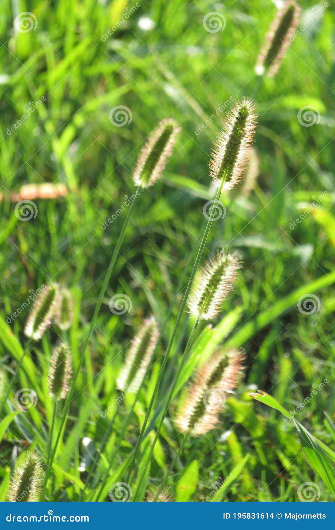 Sun in September Grass Blowing in Wind Stock Photo - Image of wind ...