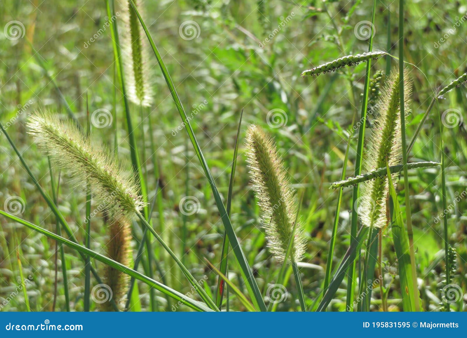 Sun in September grass stock image. Image of autumn - 195831595