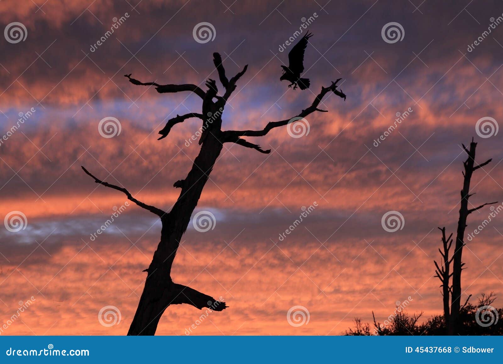 192 Osprey As Predator Stock Photos - Free & Royalty-Free Stock Photos ...
