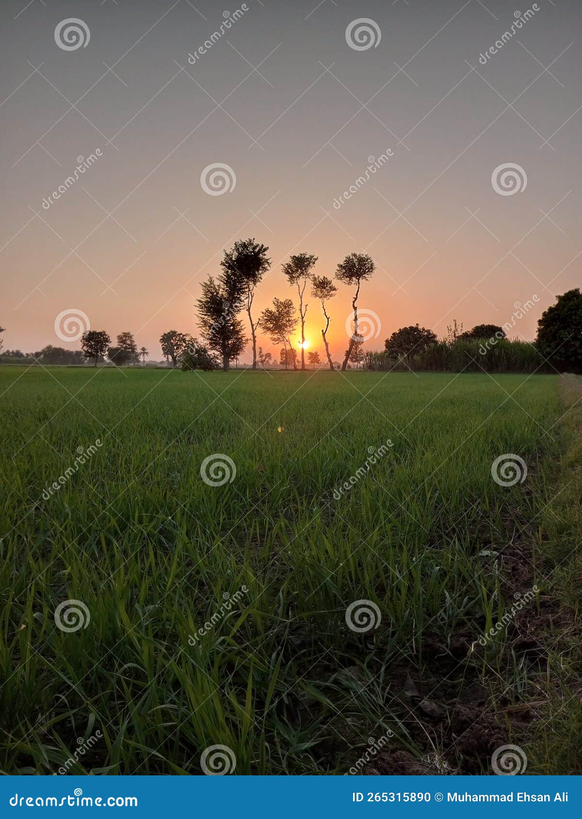 Sun Set green fields stock photo. Image of sunset, agriculture - 265315890