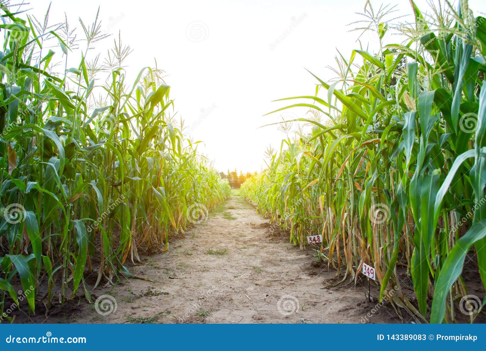 Sun Set Over Corn Field with Soil Walk Way in Middle of the Picture ...