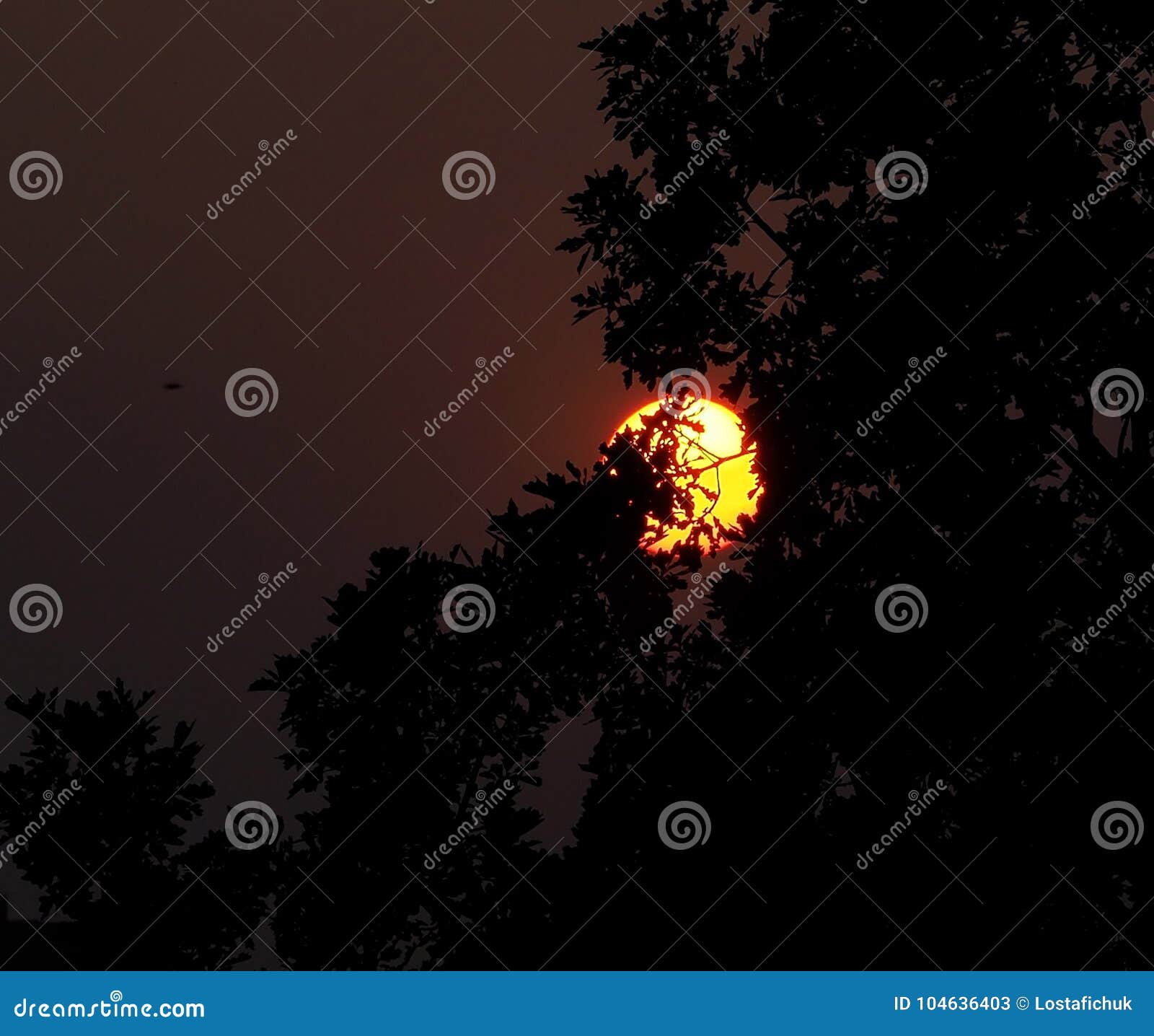 Sun Set with Tree stock image. Image of vegetation, trees - 104636403