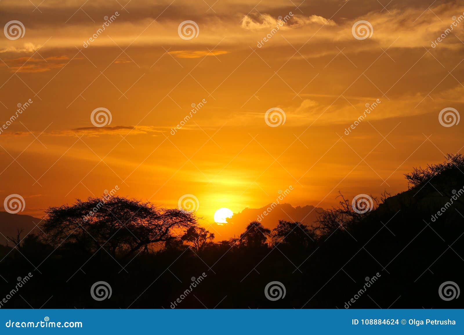 Sunset in the savannah stock photo. Image of safari - 108884624