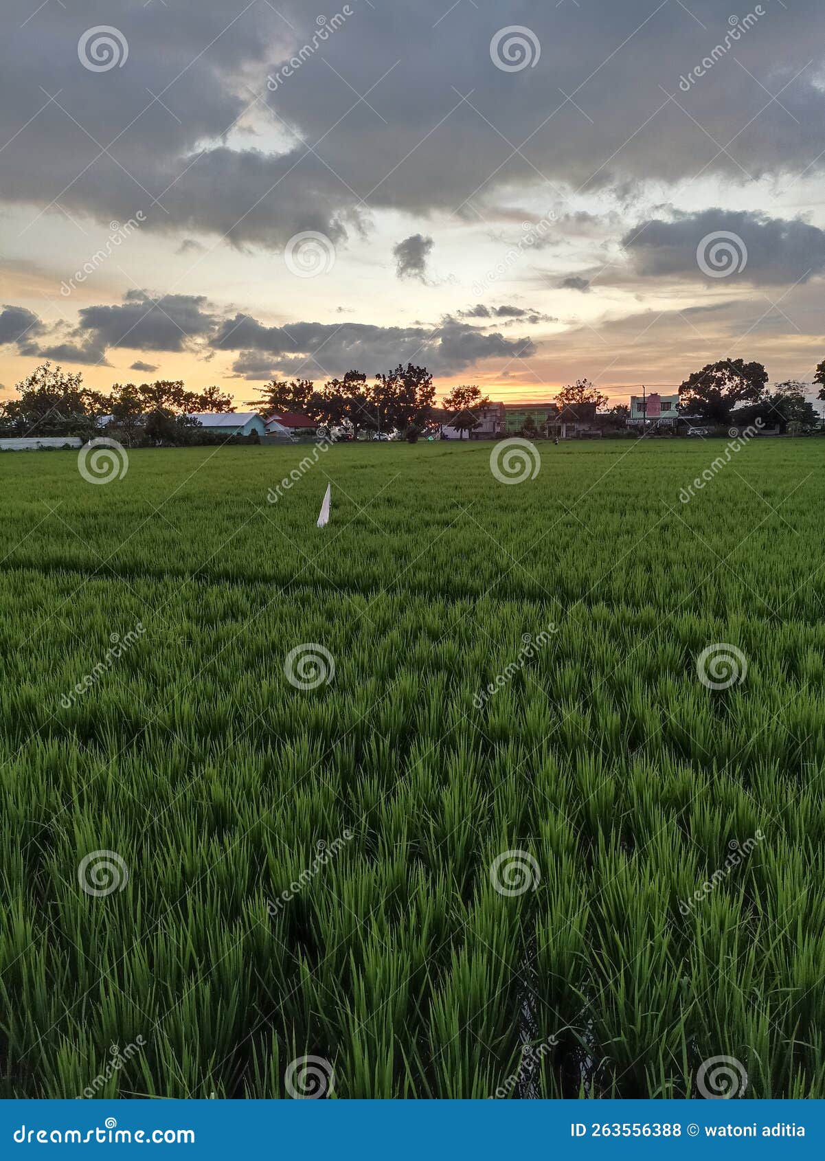 The Sun Sets on the Edge of the Rice Fields Stock Photo - Image of sets ...