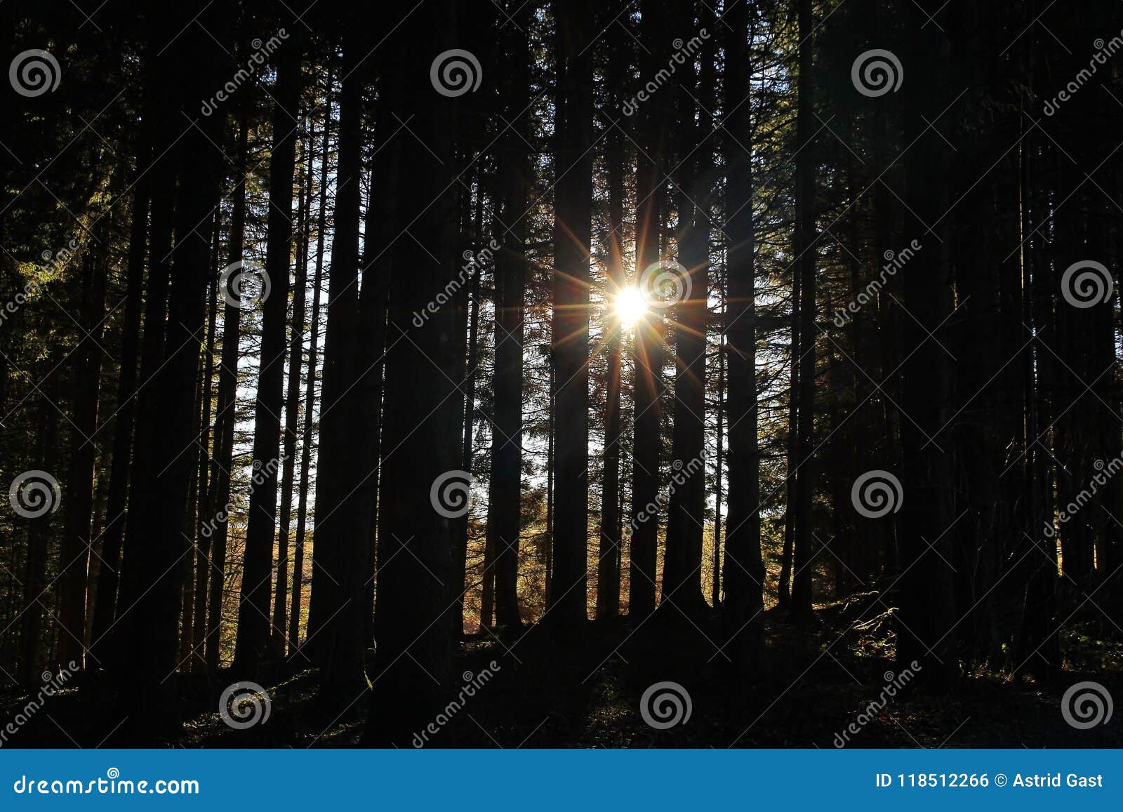 The Sun Sets in the Forest Behind the Trees Stock Photo - Image of ...
