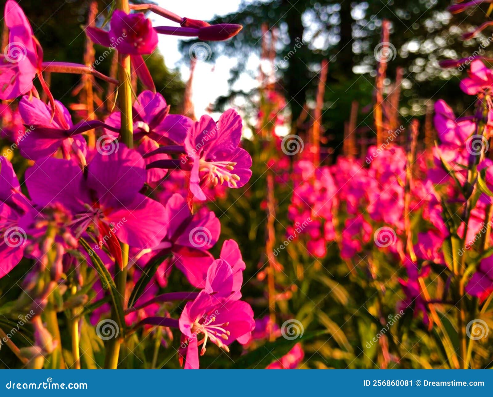Glowing fireweed stock image. Image of golden, fire - 256860081