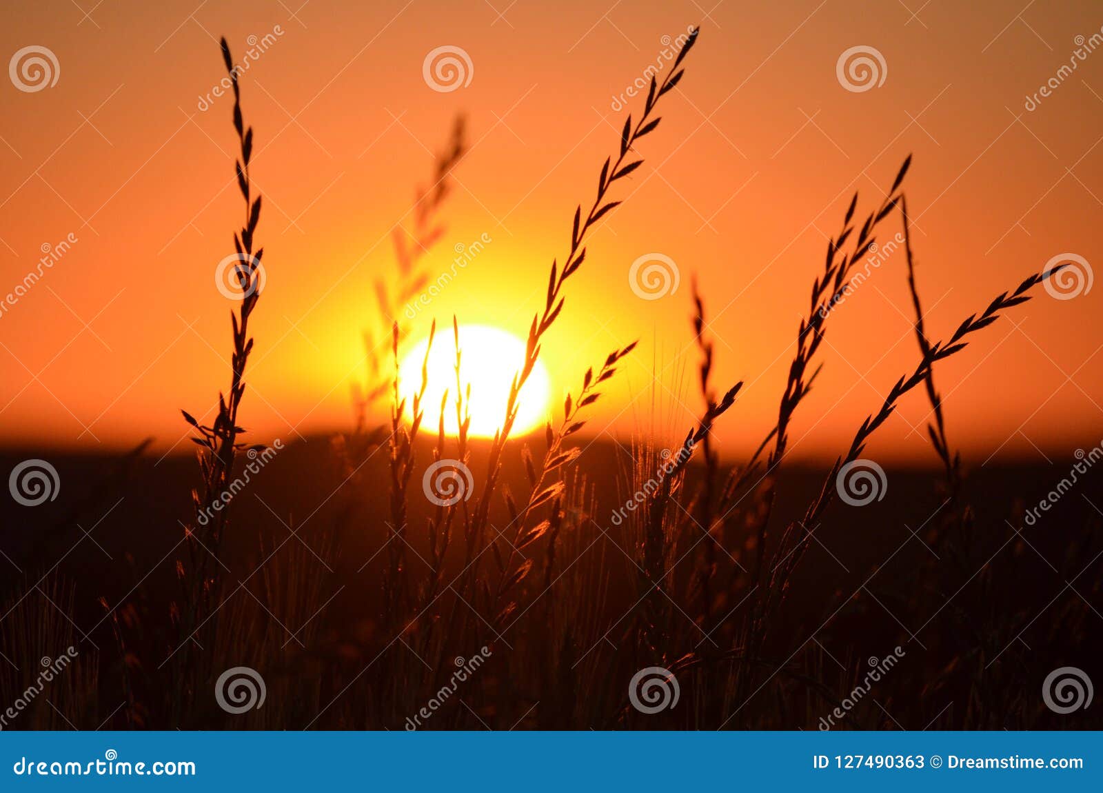 Wheat Silhouette and Sunset in the Background. Stock Image - Image of ...