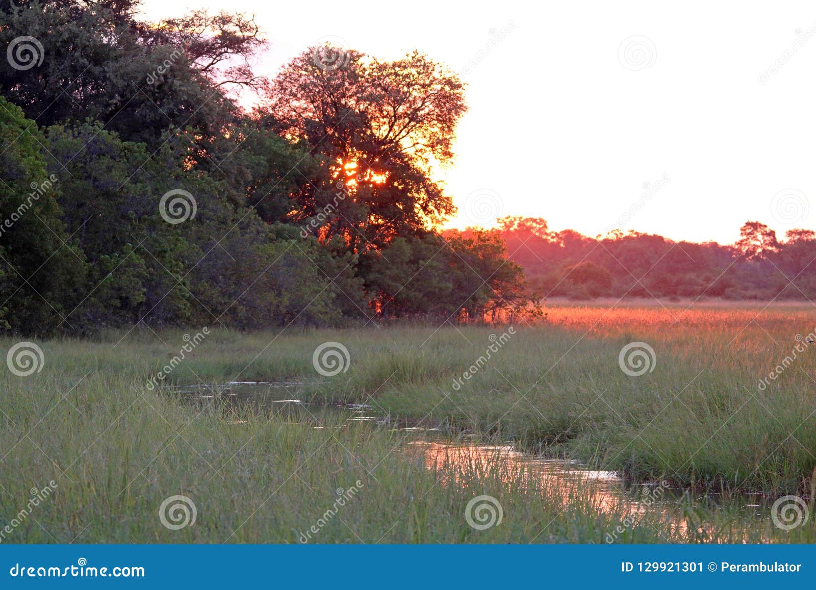 SUN SETTING BEHIND LARGE TREES in AFRICAN BUSH with RIVER in FOREGROUND ...