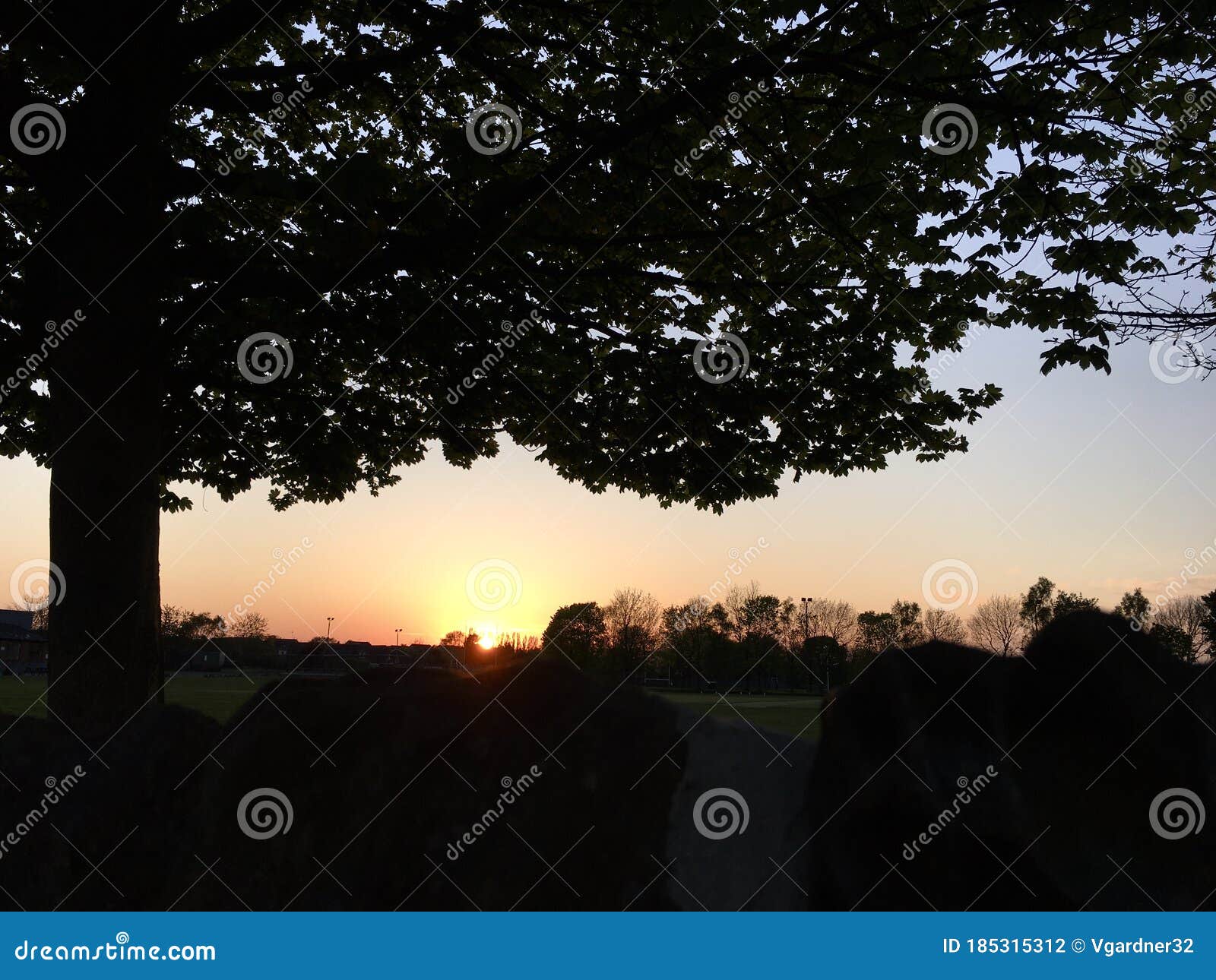 Sunset through the trees stock photo. Image of trees - 185315312