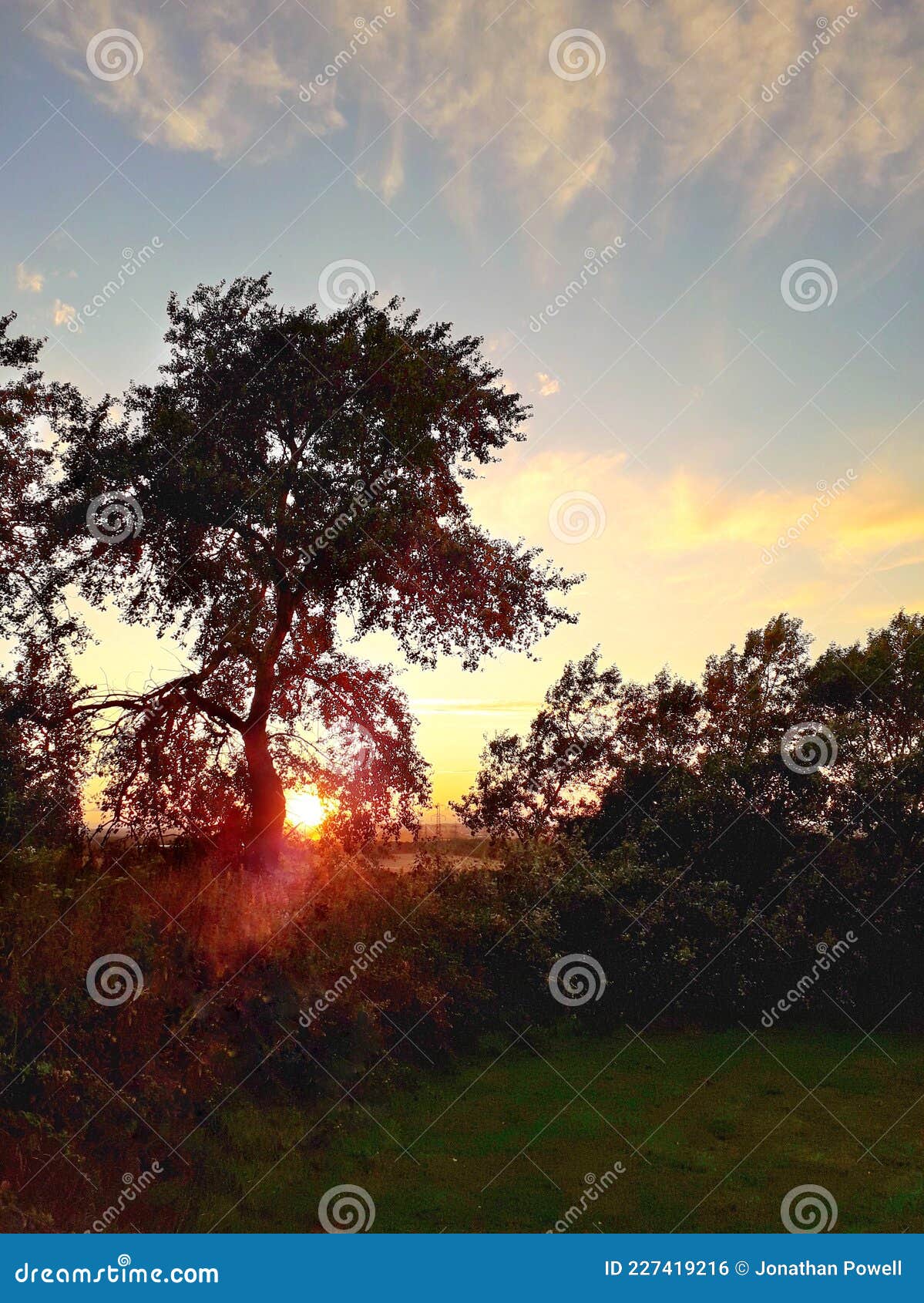 Sun Setting Behind Tall Tree on Farmland Stock Photo - Image of plant ...