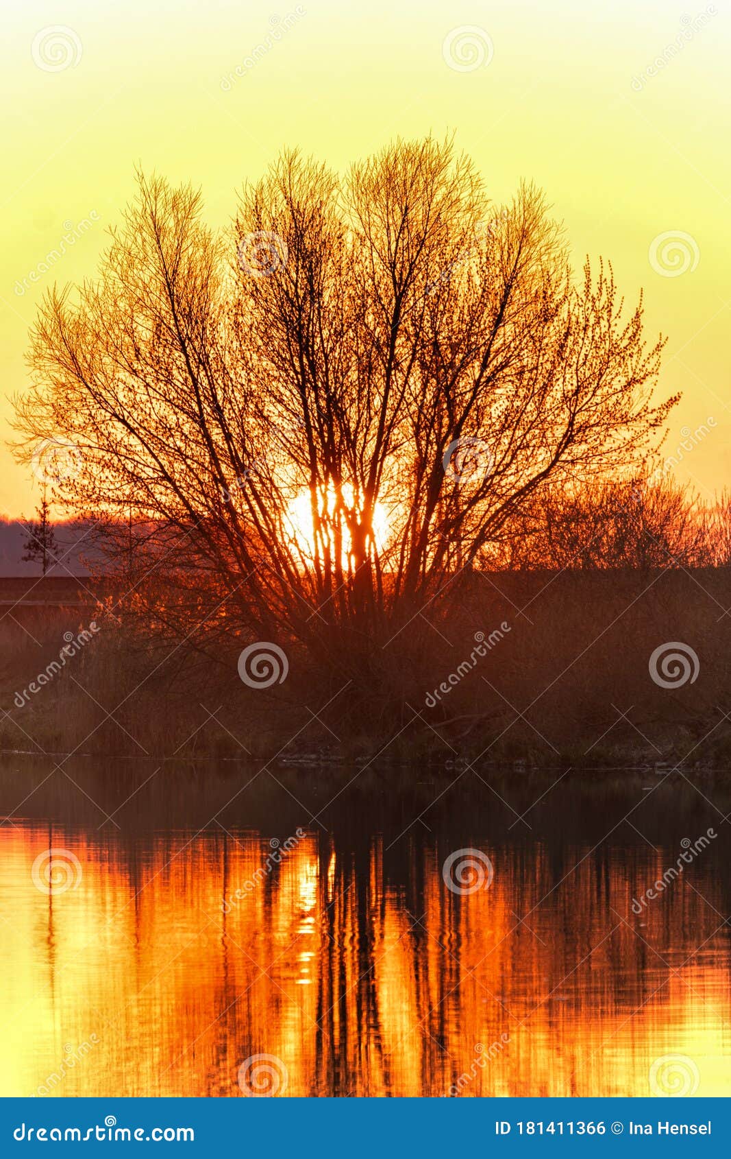 The Sun Setting Behind a Tree Stock Photo - Image of golden, embankment ...