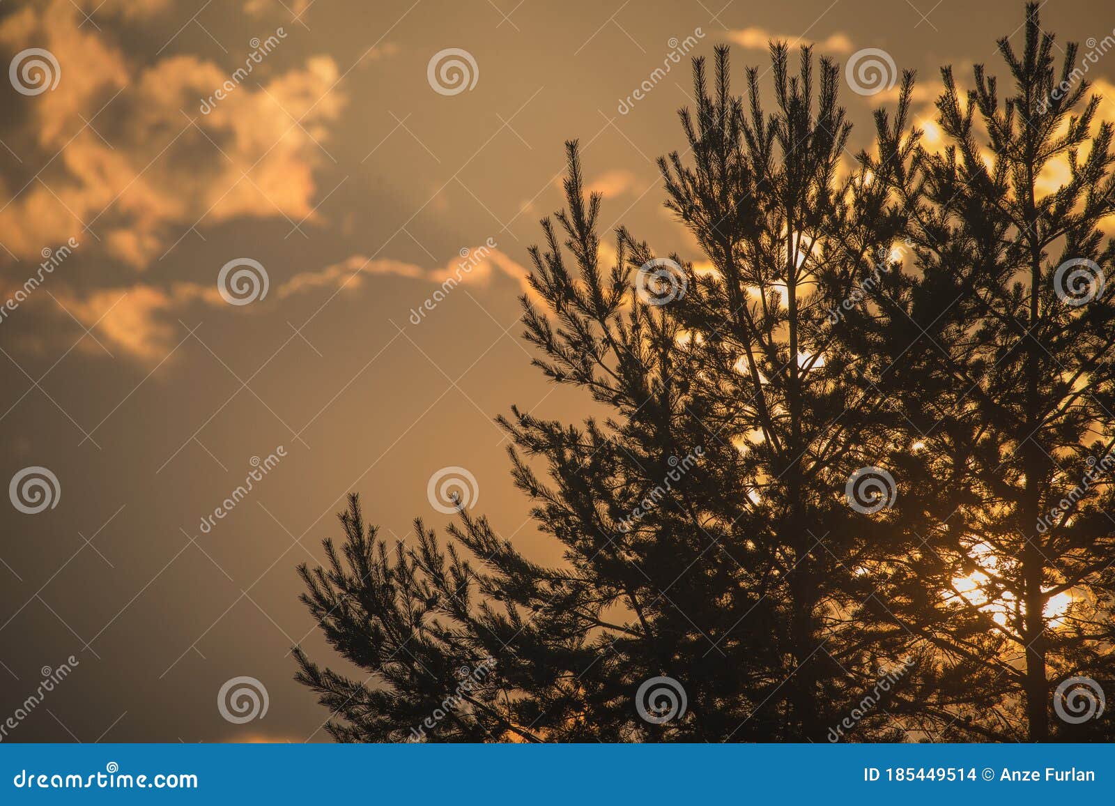 Sun setting behind a tree stock photo. Image of nature - 185449514