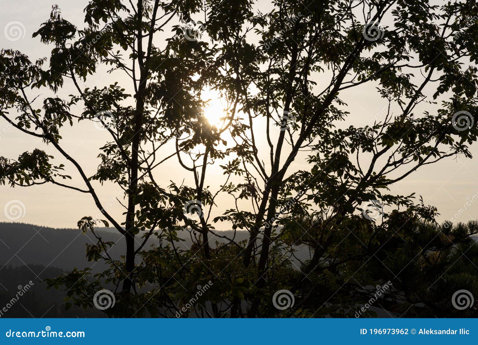 Trees in the Forest with Sun Setting in the Distance Stock Photo ...