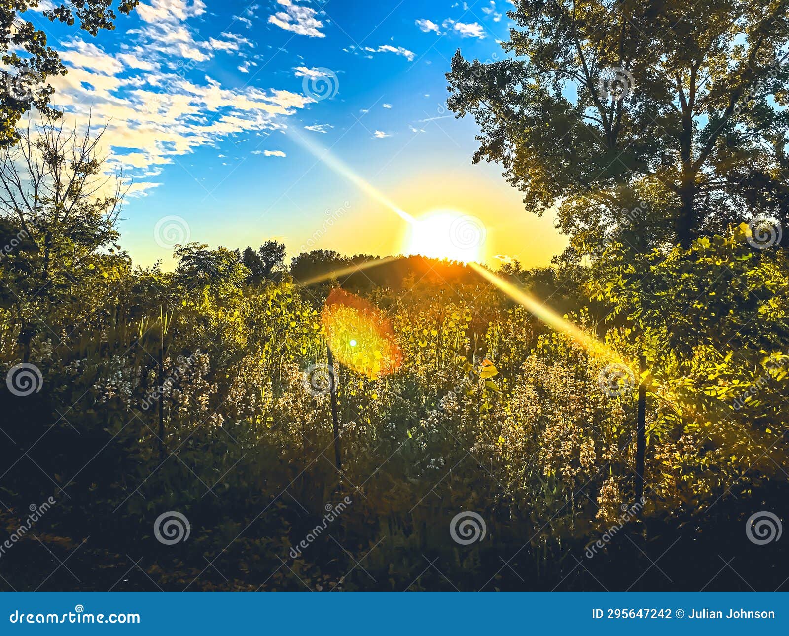 Another Beautiful Day in America. Stock Photo - Image of branch, dawn ...