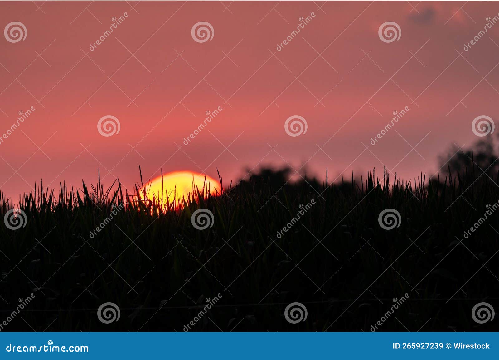Sun Setting in the Distance Behind a Field of Grass Stock Image - Image ...
