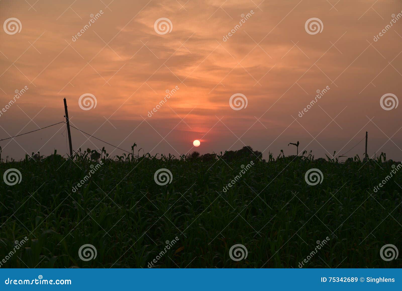 Sun Setting Down and Colorful Sky Over and Corn Farm in the Foreground ...