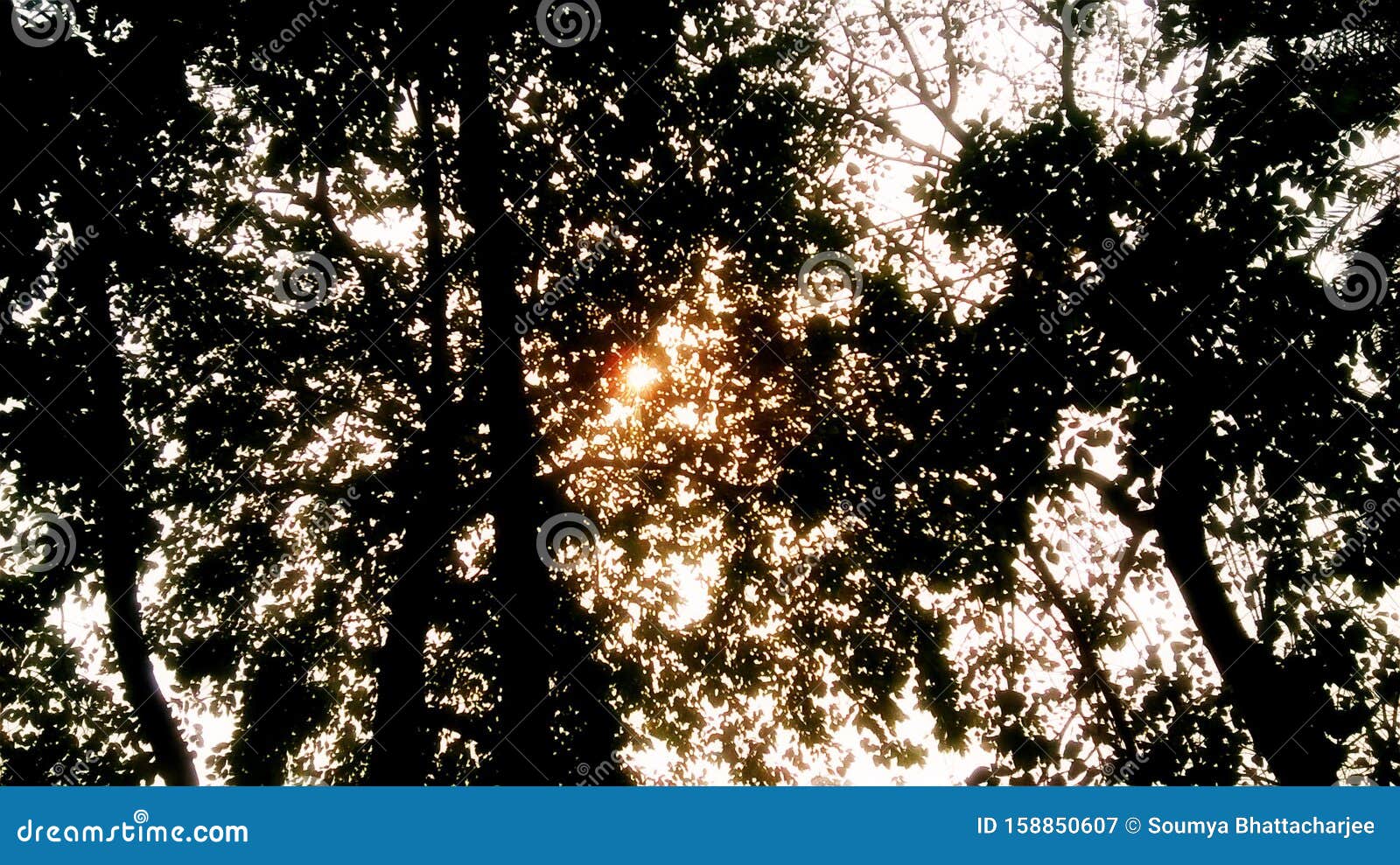 Sun setting in a forest stock image. Image of nature - 158850607