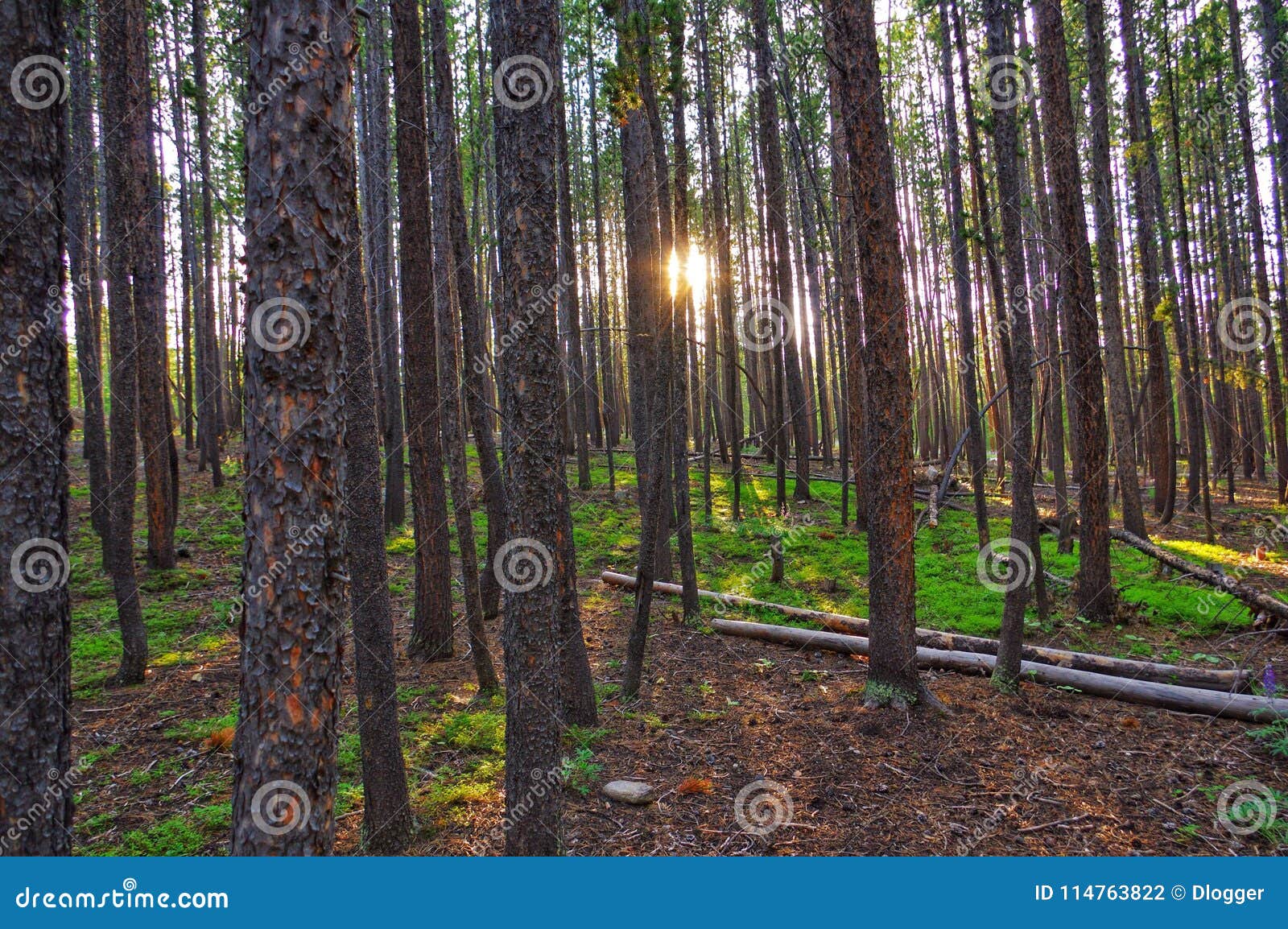 Sun setting in a forest. stock photo. Image of scenic - 114763822