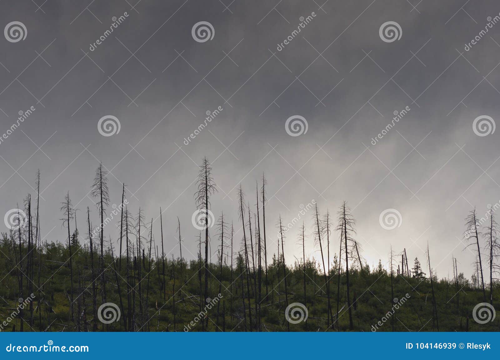 Sun Setting Over a Burnt Forest Stock Image - Image of dark, silhouette ...
