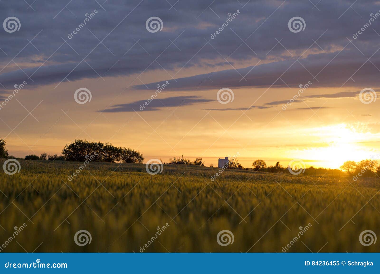 Sun Setting Over a Kansas Wheat Field Stock Image - Image of shadows ...