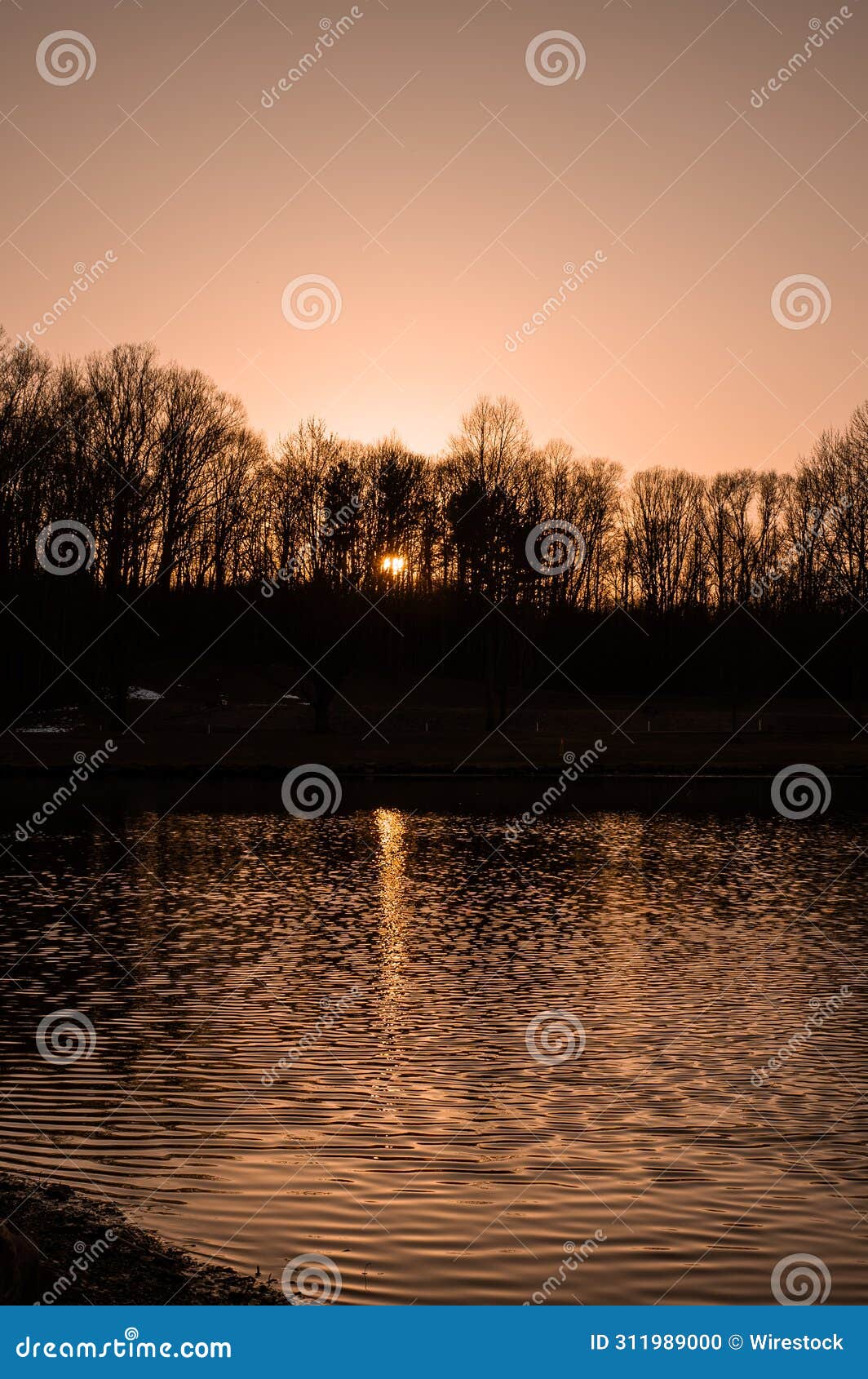 Sun Setting Over a Leafless Tree-lined Pond Stock Photo - Image of ...