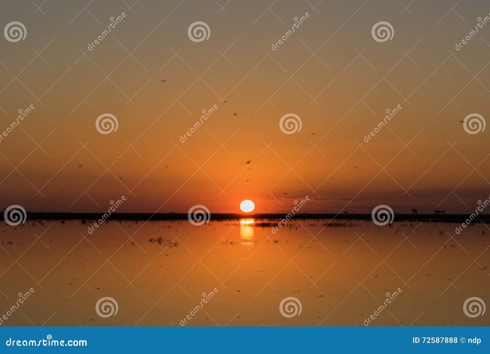 Sun Setting Over River with Many Dragonflies Stock Photo - Image of ...