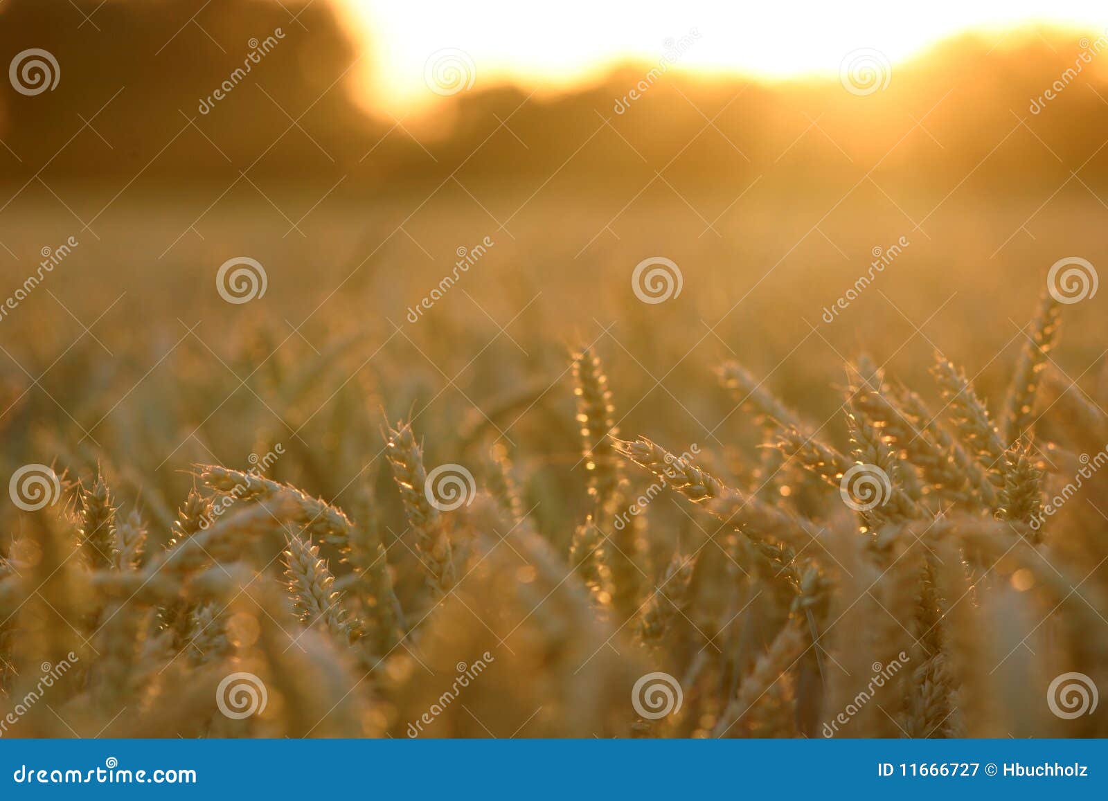 Sun Setting Over Wheat Field Stock Image - Image of spikes, natural ...