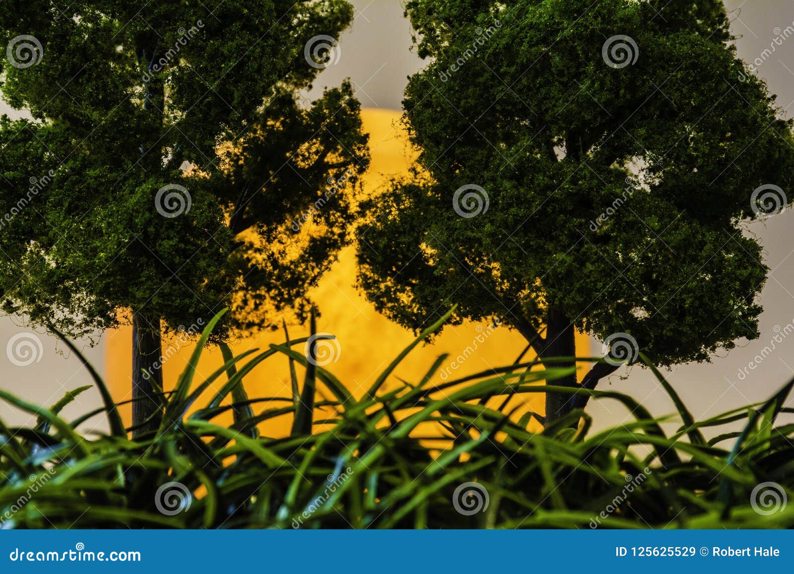 Sun Setting between Two Trees Stock Image - Image of abstract, trees ...