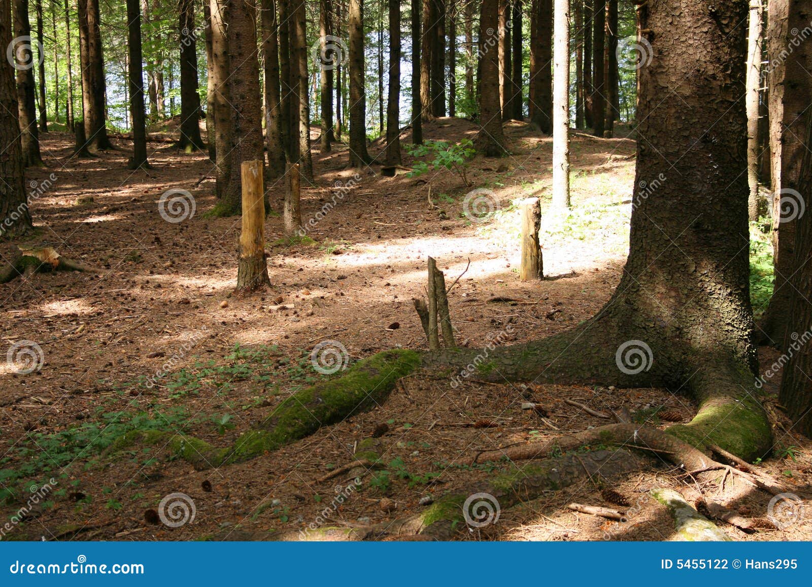 Sun and Shade in the Forrest Stock Photo - Image of tree, shade: 5455122