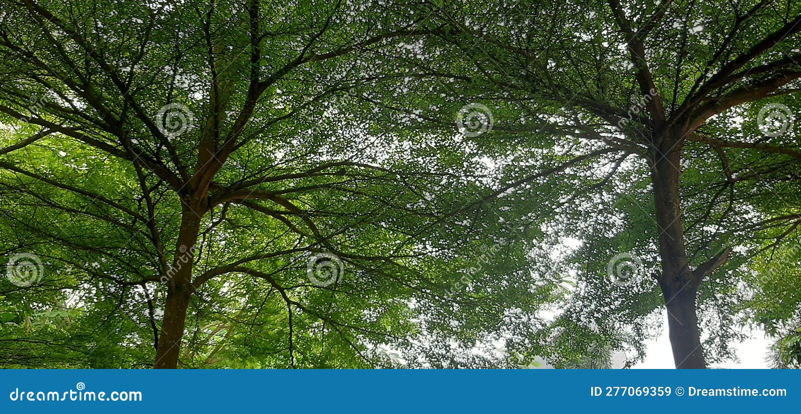 Sun Shade Under the Trees and Shade in the Garden Like Two Tower Stock ...