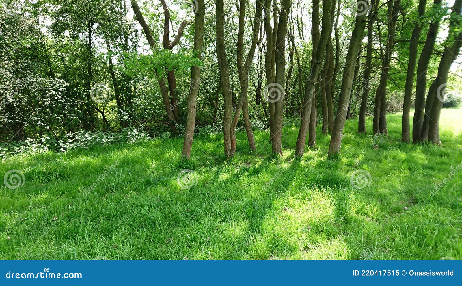 Beautiful Sun Shadow Meadows Stock Image - Image of trees, grass: 220417515