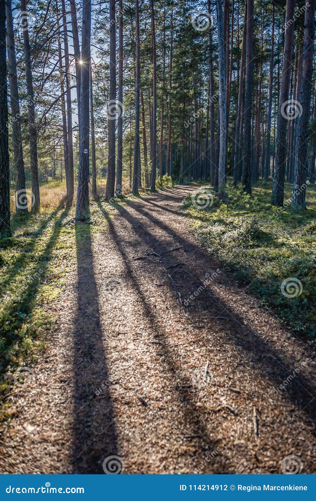 Sun and Shadows Drawing Lines in Spring Pine Forest. Lines of Shadows ...